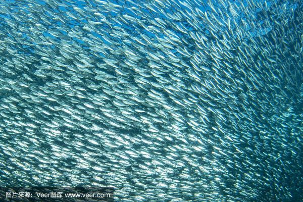 沙丁鱼图片怎么拍_沙丁鱼群高清图哪里找-第1张图片-山城妙识