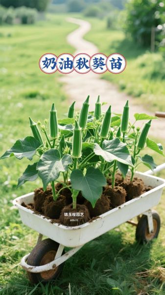 黄秋葵种植方法有哪些_黄秋葵怎么种才能高产-第2张图片-山城妙识