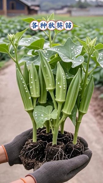 黄秋葵种植方法有哪些_黄秋葵怎么种才能高产-第1张图片-山城妙识