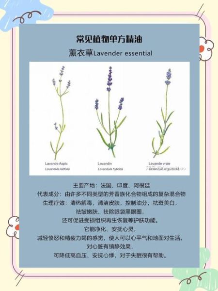薰衣草精油的功效与作用_薰衣草精油怎么用-第1张图片-山城妙识
