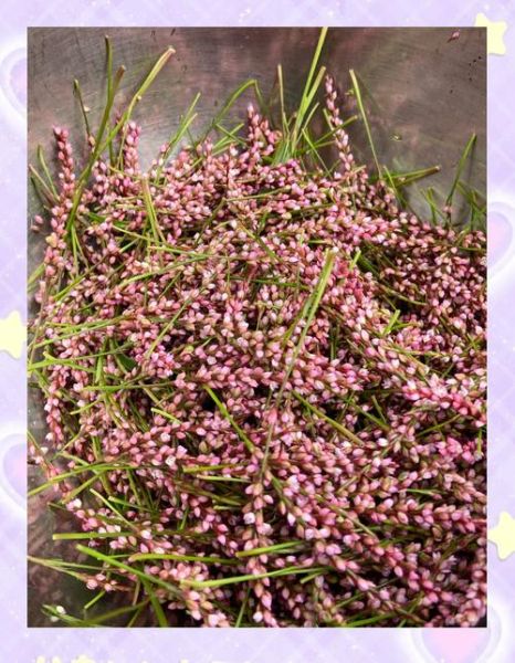 酒曲怎么做_传统酒曲的制作方法-第2张图片-山城妙识