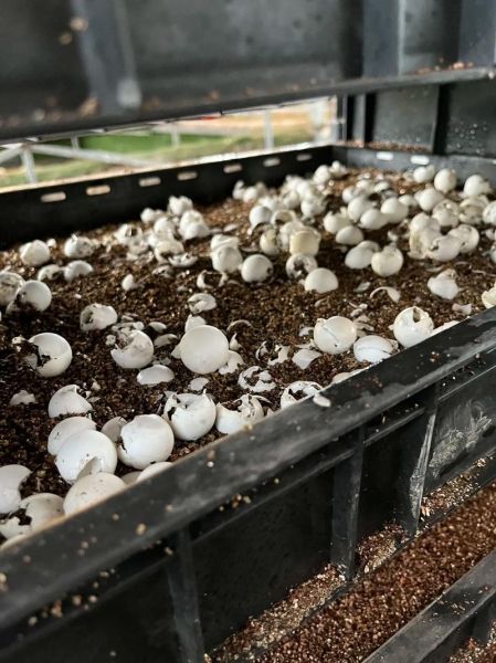 甲鱼蛋孵化需要多少天_甲鱼蛋孵化温度湿度怎么控制-第3张图片-山城妙识 甲鱼蛋孵化需要多少天_甲鱼蛋孵化温度湿度怎么控制-第3张图片-山城妙识