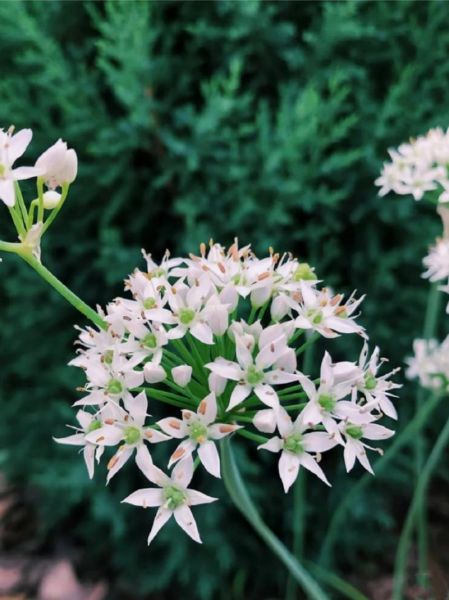 韭菜花图片大全_韭菜花怎么保存-第2张图片-山城妙识 韭菜花图片大全_韭菜花怎么保存-第2张图片-山城妙识