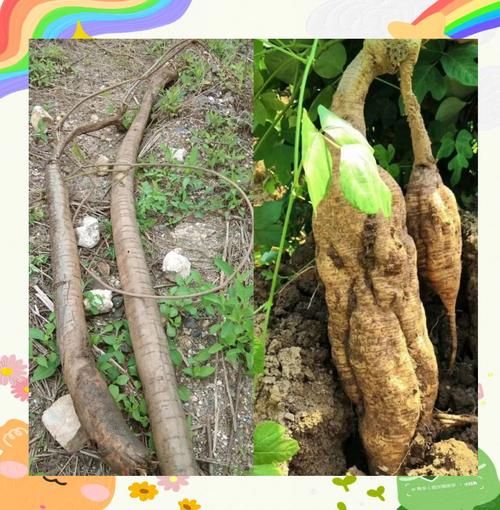 葛根长什么样_葛根图片特征解析-第1张图片-山城妙识 葛根长什么样_葛根图片特征解析-第1张图片-山城妙识