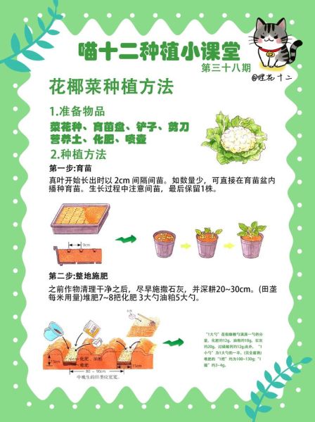 花椰菜花叶病毒传播途径_花椰菜花叶病毒防治方法-第1张图片-山城妙识 花椰菜花叶病毒传播途径_花椰菜花叶病毒防治方法-第1张图片-山城妙识