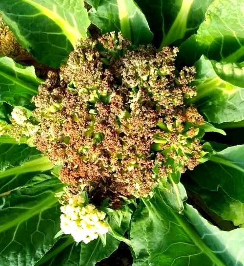 花椰菜花叶病毒传播途径_花椰菜花叶病毒防治方法-第2张图片-山城妙识 花椰菜花叶病毒传播途径_花椰菜花叶病毒防治方法-第2张图片-山城妙识