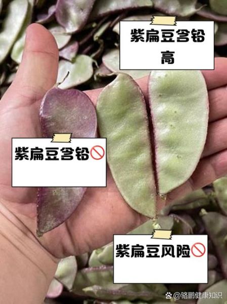 紫扁豆的功效与作用禁忌_紫扁豆哪些人不能吃-第1张图片-山城妙识 紫扁豆的功效与作用禁忌_紫扁豆哪些人不能吃-第1张图片-山城妙识