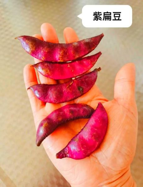 紫扁豆的功效与作用禁忌_紫扁豆哪些人不能吃-第3张图片-山城妙识 紫扁豆的功效与作用禁忌_紫扁豆哪些人不能吃-第3张图片-山城妙识