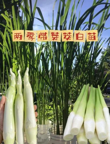 茭白怎么种_茭白种植视频教程-第2张图片-山城妙识