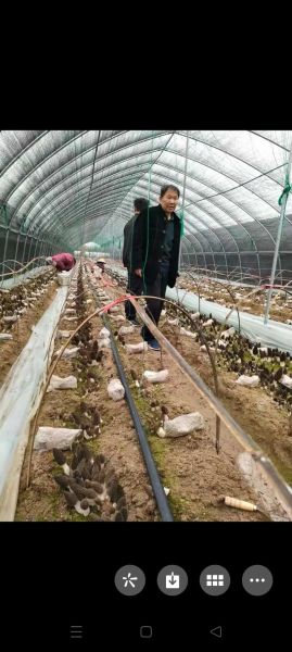 羊肚菌种植大棚造价_羊肚菌大棚搭建方法-第1张图片-山城妙识 羊肚菌种植大棚造价_羊肚菌大棚搭建方法-第1张图片-山城妙识