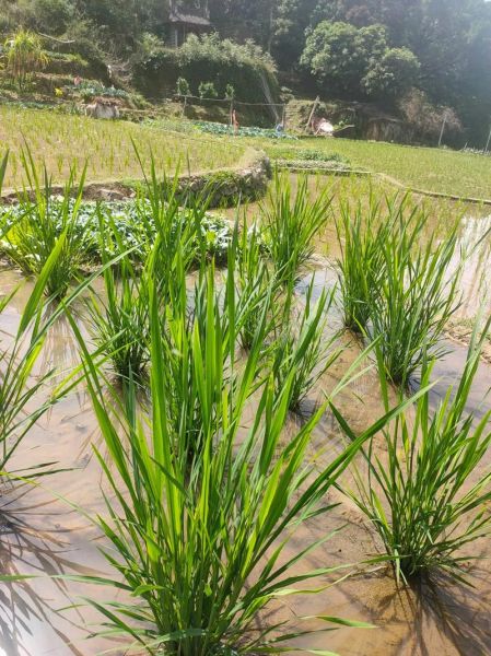 茭白怎么种_茭白种植视频教程-第3张图片-山城妙识