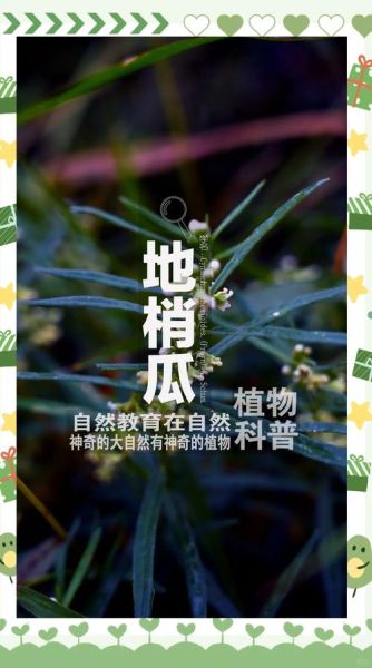 梢瓜图片的功效与作用_梢瓜怎么吃最养生-第3张图片-山城妙识 梢瓜图片的功效与作用_梢瓜怎么吃最养生-第3张图片-山城妙识
