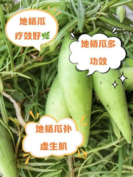 梢瓜图片的功效与作用_梢瓜怎么吃最养生-第1张图片-山城妙识 梢瓜图片的功效与作用_梢瓜怎么吃最养生-第1张图片-山城妙识