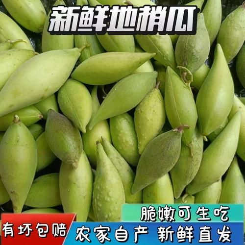 梢瓜图片的功效与作用_梢瓜怎么吃最养生-第2张图片-山城妙识 梢瓜图片的功效与作用_梢瓜怎么吃最养生-第2张图片-山城妙识