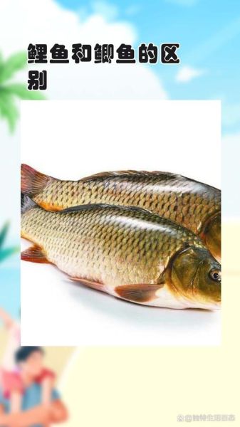 鲤鱼和鲫鱼哪个好_鲤鱼鲫鱼区别-第3张图片-山城妙识 鲤鱼和鲫鱼哪个好_鲤鱼鲫鱼区别-第3张图片-山城妙识