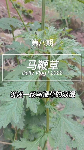 马鞭草的功效与作用有哪些_马鞭草怎么吃最好-第3张图片-山城妙识 马鞭草的功效与作用有哪些_马鞭草怎么吃最好-第3张图片-山城妙识