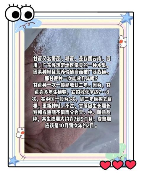 甘蔗什么时候种最合适_甘蔗种植方法步骤-第2张图片-山城妙识 甘蔗什么时候种最合适_甘蔗种植方法步骤-第2张图片-山城妙识