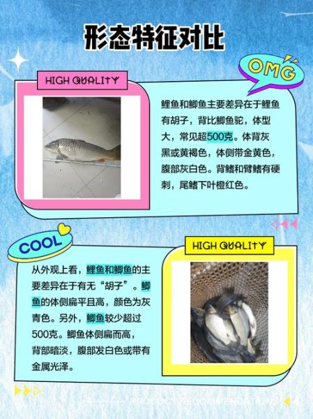 鲤鱼和鲫鱼哪个好_鲤鱼鲫鱼区别-第2张图片-山城妙识 鲤鱼和鲫鱼哪个好_鲤鱼鲫鱼区别-第2张图片-山城妙识