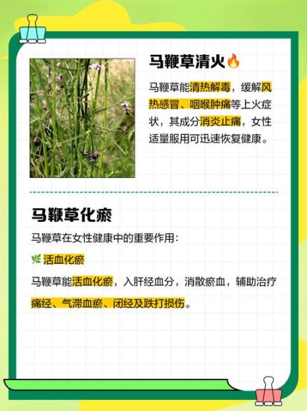 马鞭草的功效与作用有哪些_马鞭草怎么吃最好-第2张图片-山城妙识 马鞭草的功效与作用有哪些_马鞭草怎么吃最好-第2张图片-山城妙识