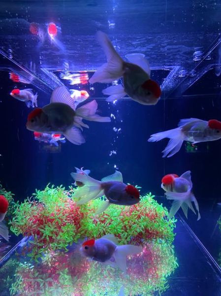 金鱼视频观赏大全_如何拍摄高清-第2张图片-山城妙识 金鱼视频观赏大全_如何拍摄高清-第2张图片-山城妙识