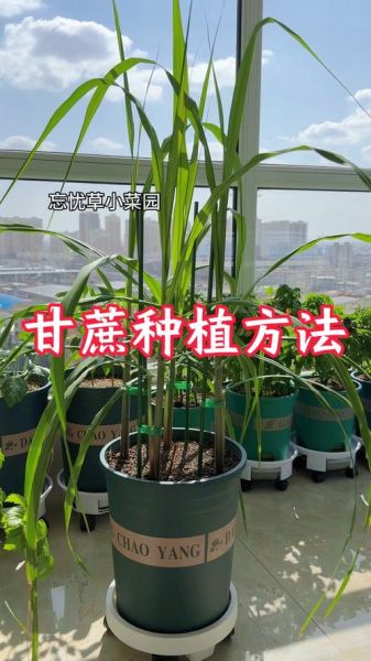 甘蔗什么时候种最合适_甘蔗种植方法步骤-第3张图片-山城妙识 甘蔗什么时候种最合适_甘蔗种植方法步骤-第3张图片-山城妙识