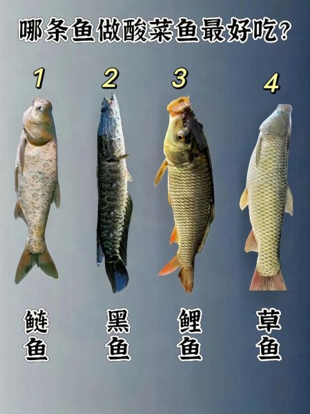 酸菜鱼用什么鱼最好_黑鱼还是草鱼-第1张图片-山城妙识 酸菜鱼用什么鱼最好_黑鱼还是草鱼-第1张图片-山城妙识