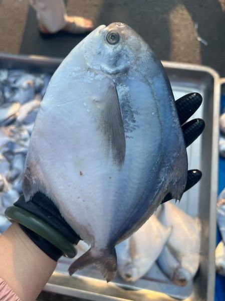 鲳鱼是深海鱼吗_鲳鱼属于什么鱼类-第3张图片-山城妙识 鲳鱼是深海鱼吗_鲳鱼属于什么鱼类-第3张图片-山城妙识