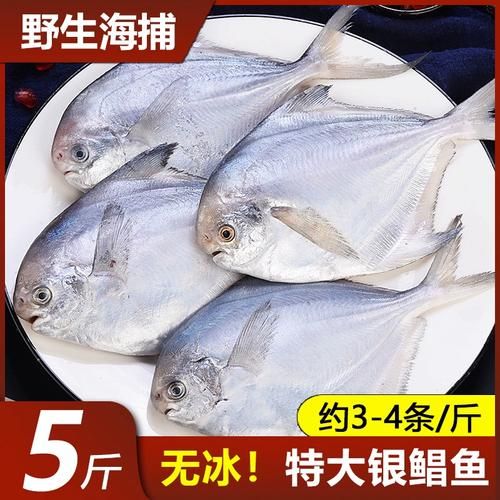 鲳鱼是深海鱼吗_鲳鱼属于什么鱼类-第2张图片-山城妙识 鲳鱼是深海鱼吗_鲳鱼属于什么鱼类-第2张图片-山城妙识