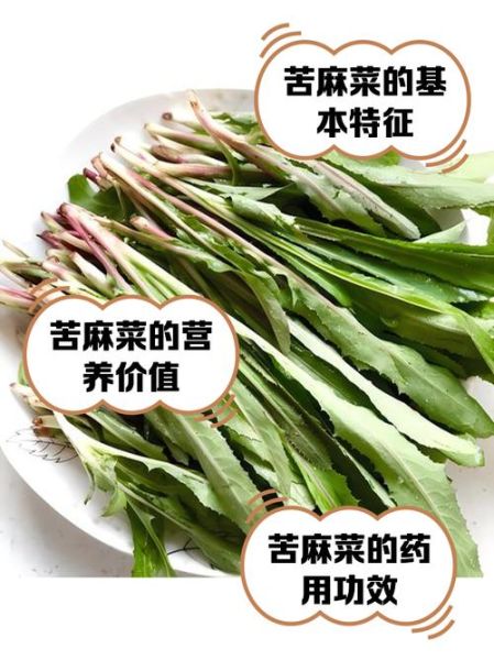 苦麻菜长什么样_苦麻菜怎么吃-第1张图片-山城妙识 苦麻菜长什么样_苦麻菜怎么吃-第1张图片-山城妙识