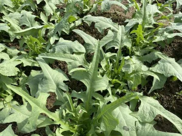 苦麻菜长什么样_苦麻菜怎么吃-第3张图片-山城妙识 苦麻菜长什么样_苦麻菜怎么吃-第3张图片-山城妙识