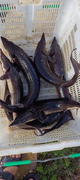 鲟鱼图片怎么拍_鲟鱼高清图哪里找-第1张图片-山城妙识 鲟鱼图片怎么拍_鲟鱼高清图哪里找-第1张图片-山城妙识