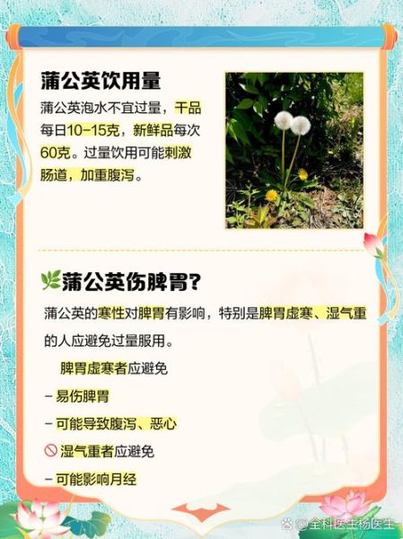 蒲公英不能和什么一起吃_蒲公英相克食物表-第2张图片-山城妙识 蒲公英不能和什么一起吃_蒲公英相克食物表-第2张图片-山城妙识