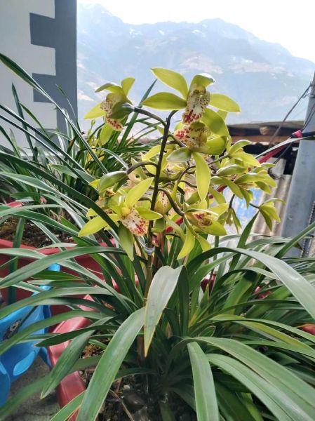 阳春白雪打一生肖是什么_阳春白雪对应的生肖有哪些说法-第3张图片-山城妙识 阳春白雪打一生肖是什么_阳春白雪对应的生肖有哪些说法-第3张图片-山城妙识