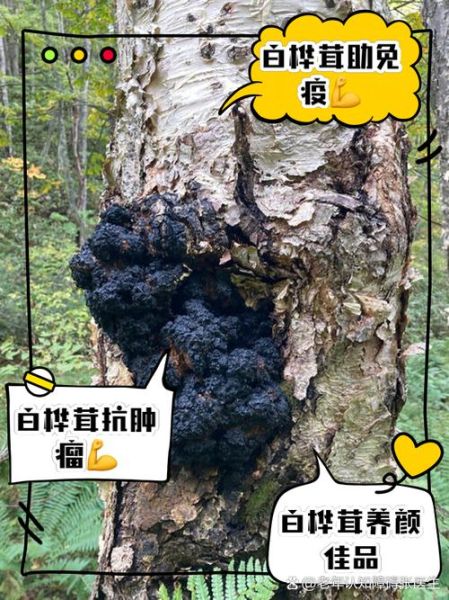 桦树茸的功效与副作用_桦树茸能长期吃吗-第1张图片-山城妙识 桦树茸的功效与副作用_桦树茸能长期吃吗-第1张图片-山城妙识