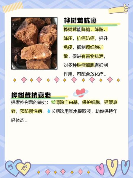 桦树茸的功效与副作用_桦树茸能长期吃吗-第3张图片-山城妙识 桦树茸的功效与副作用_桦树茸能长期吃吗-第3张图片-山城妙识