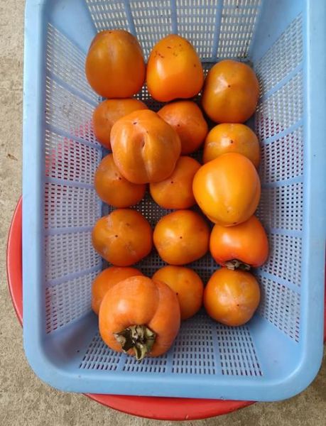 农村柿子醋怎么做_正宗柿子醋制作方法-第2张图片-山城妙识 农村柿子醋怎么做_正宗柿子醋制作方法-第2张图片-山城妙识