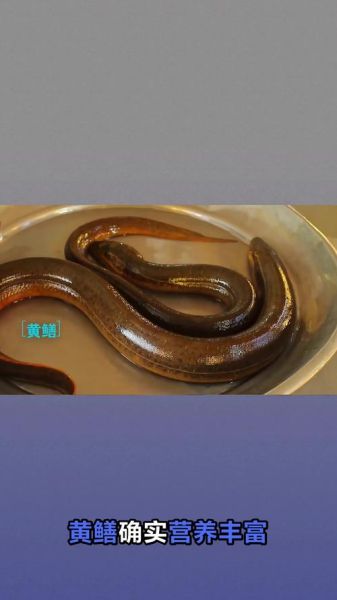 黄鳝吃了补壮阳吗_黄鳝壮阳效果真相-第3张图片-山城妙识 黄鳝吃了补壮阳吗_黄鳝壮阳效果真相-第3张图片-山城妙识