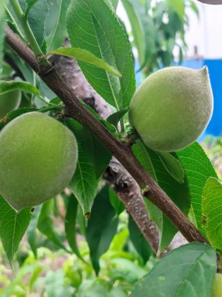 阳山水蜜桃什么时候成熟_阳山水蜜桃怎么挑选-第1张图片-山城妙识 阳山水蜜桃什么时候成熟_阳山水蜜桃怎么挑选-第1张图片-山城妙识