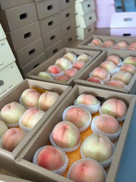 阳山水蜜桃什么时候成熟_阳山水蜜桃怎么挑选-第3张图片-山城妙识 阳山水蜜桃什么时候成熟_阳山水蜜桃怎么挑选-第3张图片-山城妙识