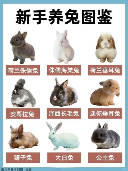 兔子怎么养才不会死掉_新手养兔必看-第1张图片-山城妙识 兔子怎么养才不会死掉_新手养兔必看-第1张图片-山城妙识