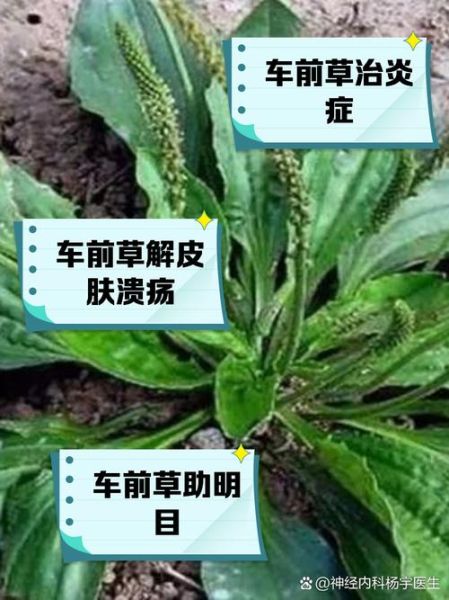 车前草副作用有哪些_长期吃会伤肾吗-第1张图片-山城妙识 车前草副作用有哪些_长期吃会伤肾吗-第1张图片-山城妙识