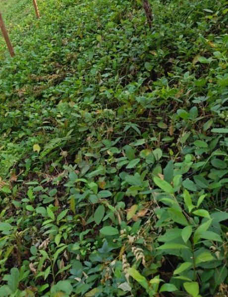 野地瓜藤图片_野地瓜藤的功效与作用-第3张图片-山城妙识 野地瓜藤图片_野地瓜藤的功效与作用-第3张图片-山城妙识