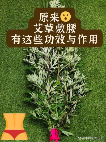 齐艾叶的功效与作用_齐艾叶怎么使用最有效-第1张图片-山城妙识 齐艾叶的功效与作用_齐艾叶怎么使用最有效-第1张图片-山城妙识