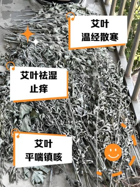 齐艾叶的功效与作用_齐艾叶怎么使用最有效-第2张图片-山城妙识 齐艾叶的功效与作用_齐艾叶怎么使用最有效-第2张图片-山城妙识