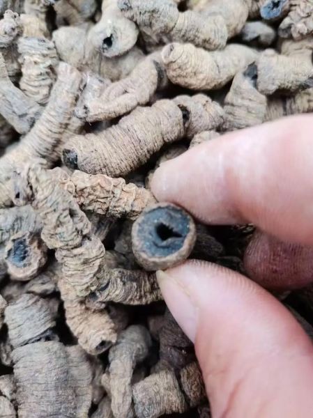 巴戟天吃一次就硬了_真的还是假的-第1张图片-山城妙识