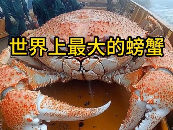 世界上最大的螃蟹15米是真的吗_15米螃蟹是否存在-第2张图片-山城妙识 世界上最大的螃蟹15米是真的吗_15米螃蟹是否存在-第2张图片-山城妙识