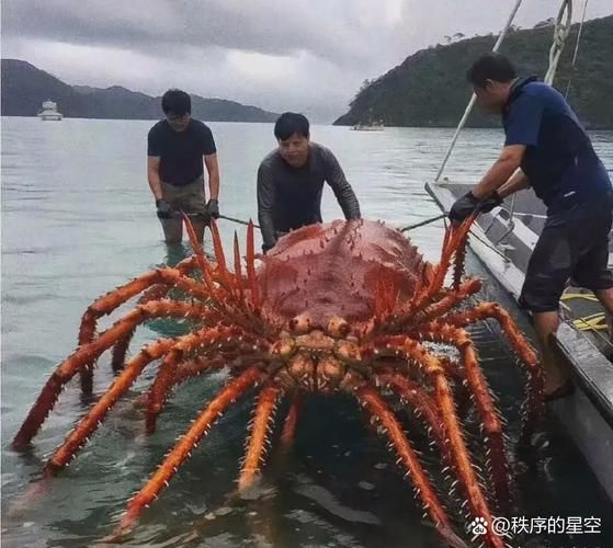 世界上最大的螃蟹15米是真的吗_15米螃蟹是否存在-第3张图片-山城妙识 世界上最大的螃蟹15米是真的吗_15米螃蟹是否存在-第3张图片-山城妙识