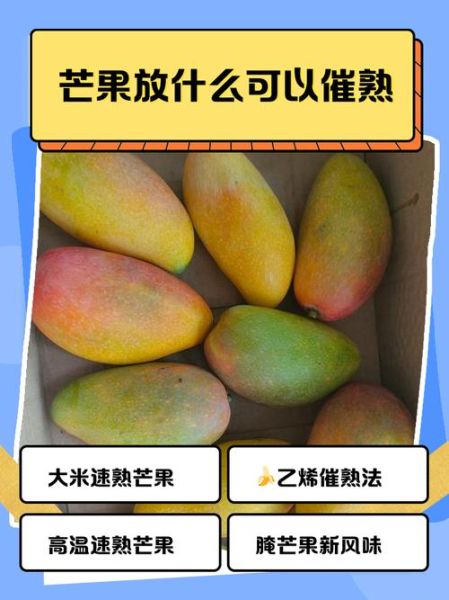 青芒果怎么催熟变黄_最快几天能吃-第1张图片-山城妙识 青芒果怎么催熟变黄_最快几天能吃-第1张图片-山城妙识
