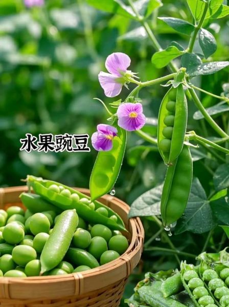 豌豆下载官方下载在哪里_豌豆下载官方下载安全吗-第2张图片-山城妙识 豌豆下载官方下载在哪里_豌豆下载官方下载安全吗-第2张图片-山城妙识