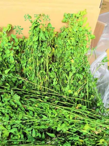 苜蓿草图片大全_苜蓿草长什么样-第2张图片-山城妙识 苜蓿草图片大全_苜蓿草长什么样-第2张图片-山城妙识